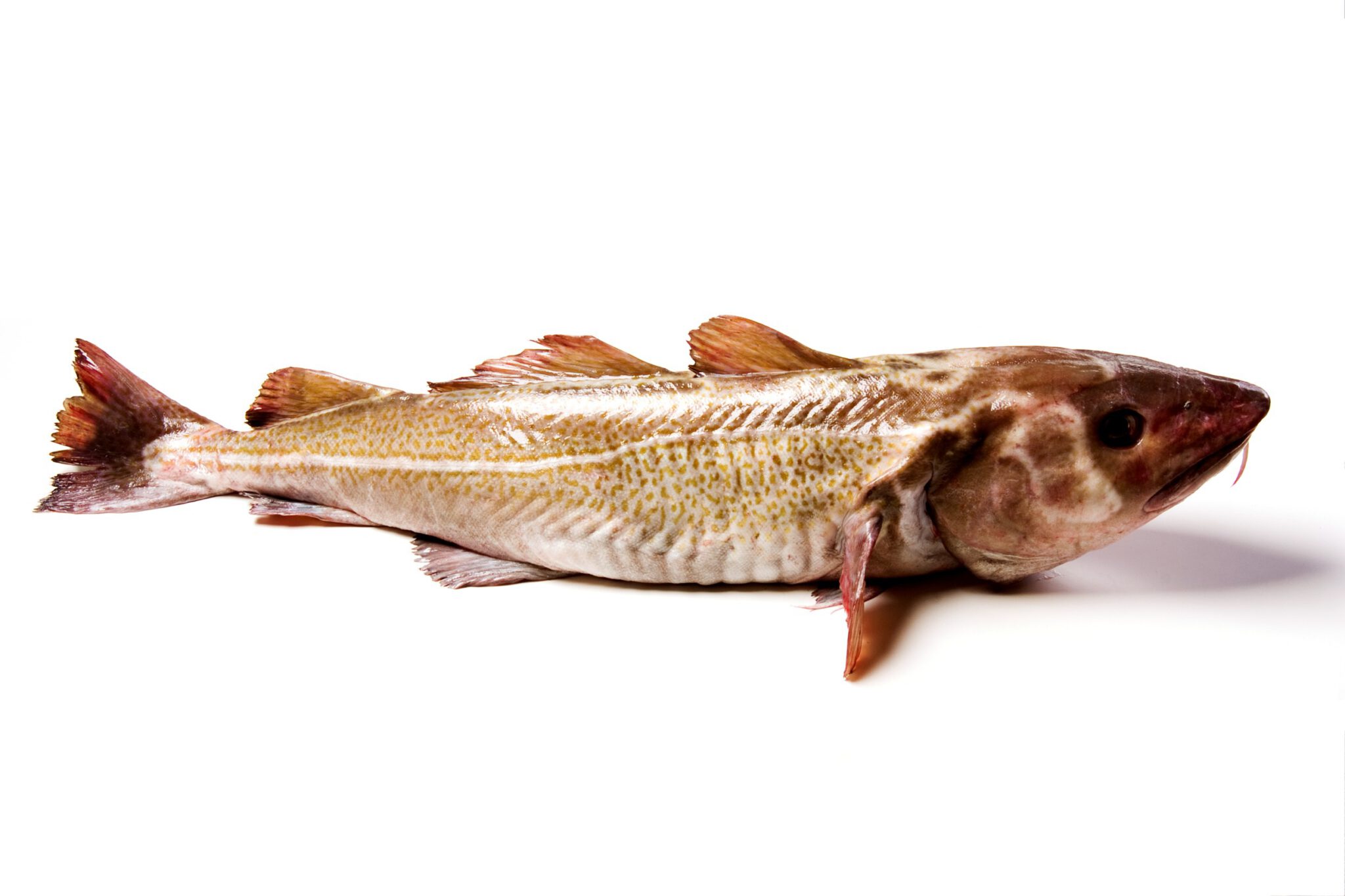 Fisch Bremen F.L. Bodes - F.L.BODES Bremen Fischfachhandel